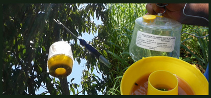 CESVO | Comité Estatal de Sanidad Vegetal de Oaxaca